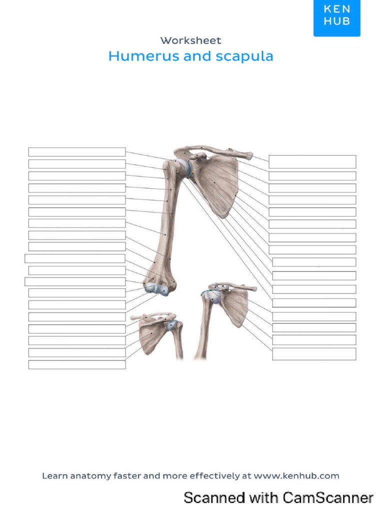Humerus and Scapula Labels | PDF