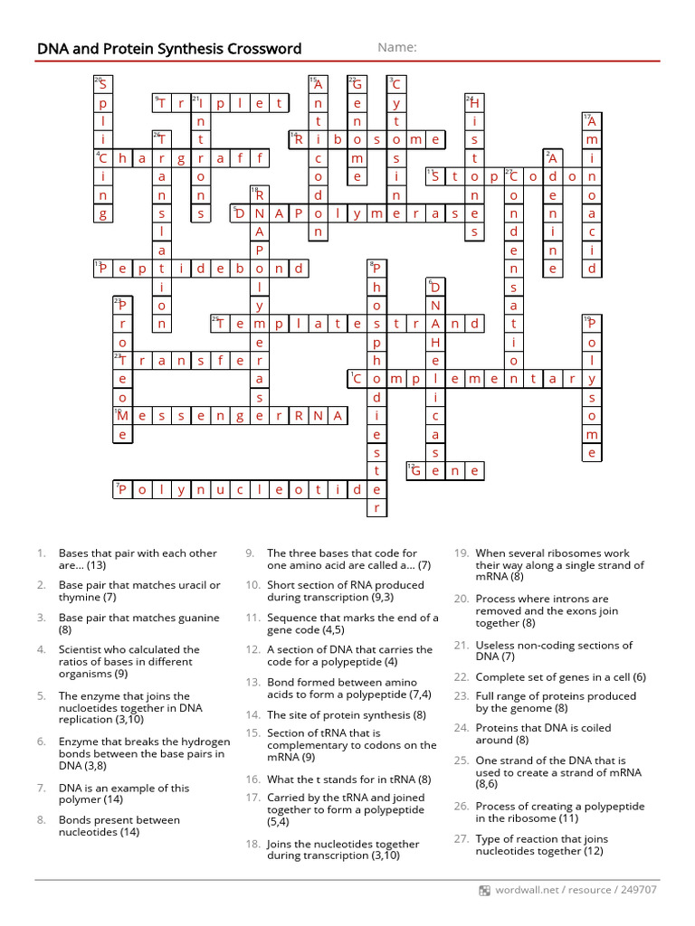 Dna and Protein Synthesis Crossword | PDF | Base Pair | Biotechnology