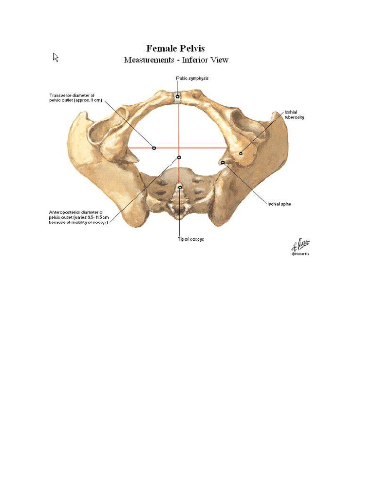 Anatomi Panggul 27 | PDF