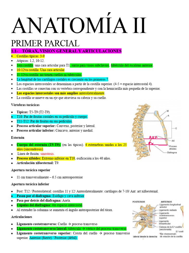Anatomía II | PDF | Pulmón | Tórax