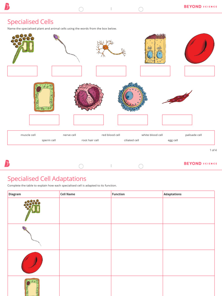 Specialised-Cells-Worksheet - 2022 | PDF | Cell (Biology) | Fertilisation