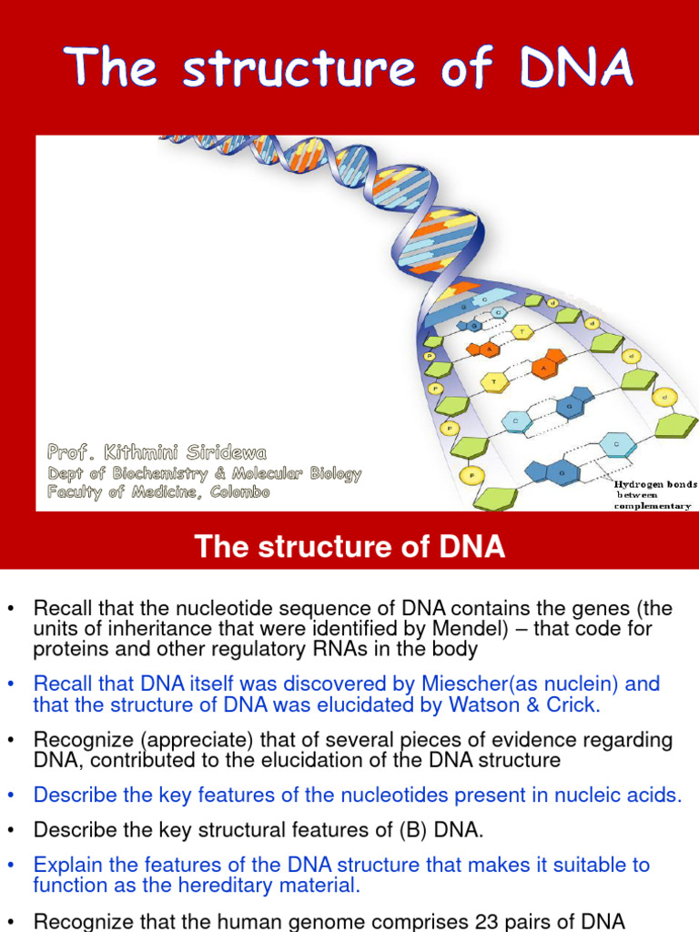 The Structure of DNA | PDF | Nucleotides | Dna