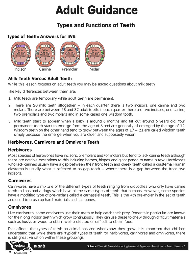 Adult Guidance Types and Functions of Teeth | PDF | Tooth | Animal Anatomy