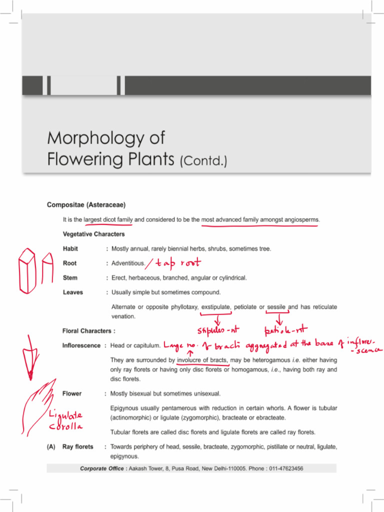 Morphology Added Families | PDF