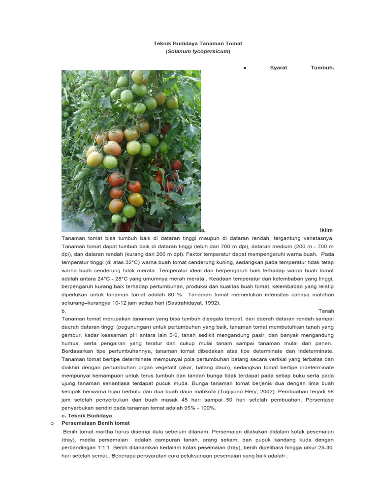 Teknik Budidaya Tanaman Tomat | PDF