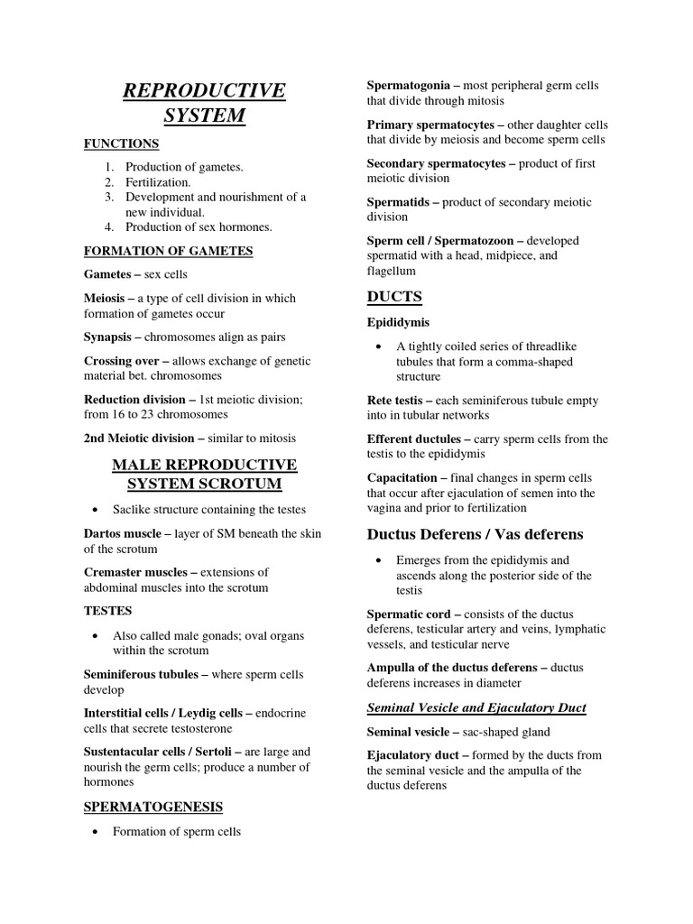 Reproductive System | PDF | Testicle | Ovary