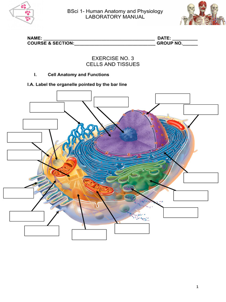 Cells and Tissues Lab Manual | PDF | Tissue (Biology) | Cell (Biology)