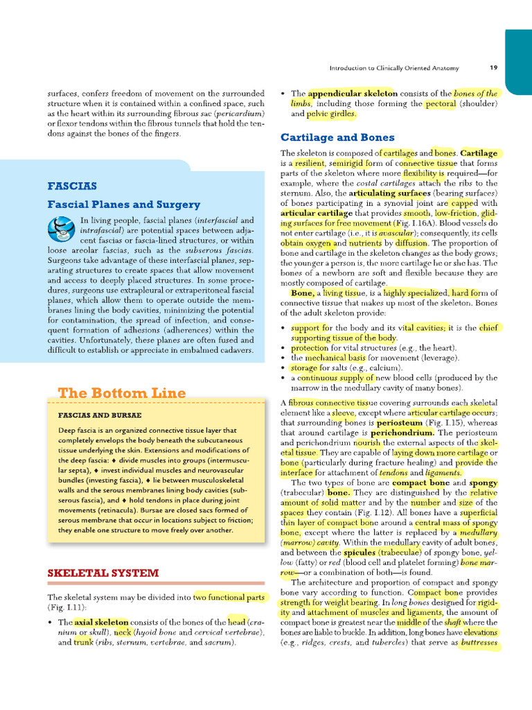 BONE | PDF | Joint | Cartilage