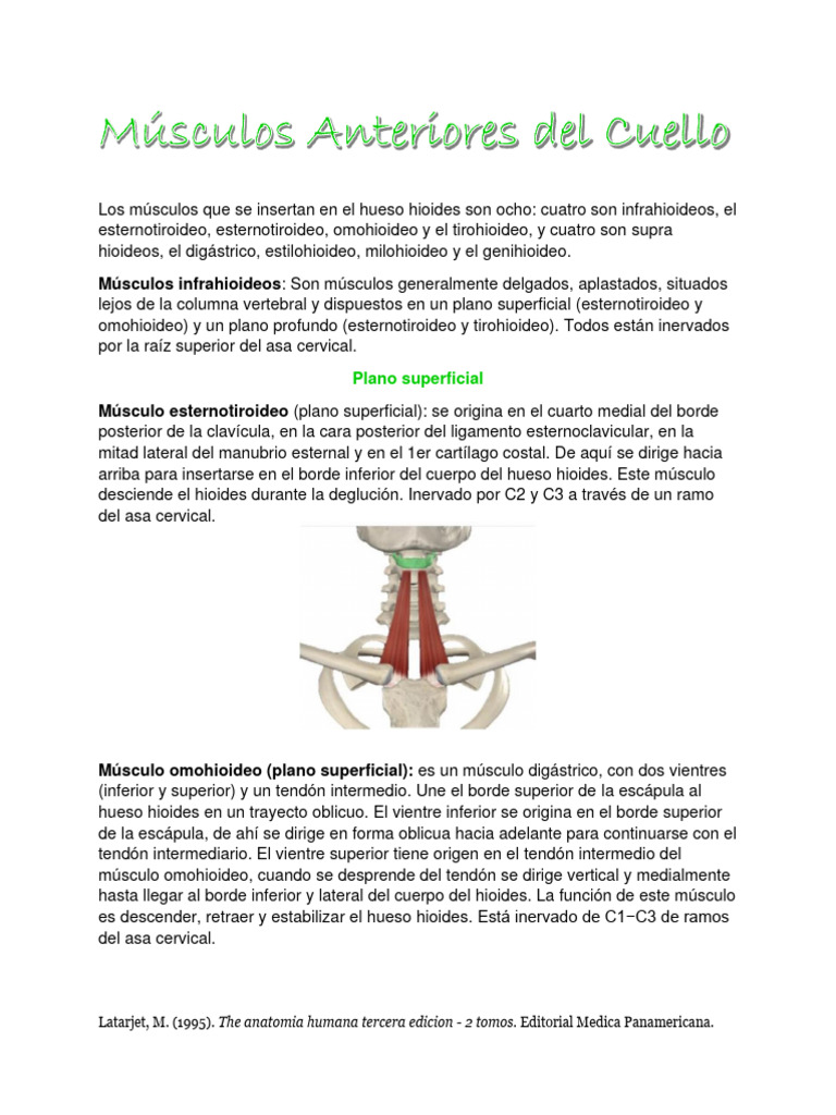 Músculos del Hioides y su Función | PDF | Tejido suave | Anatomía
