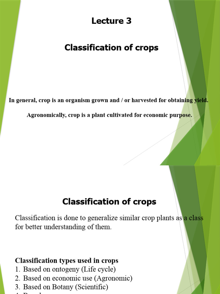 Classification of Crops | PDF | Crops | Cereals