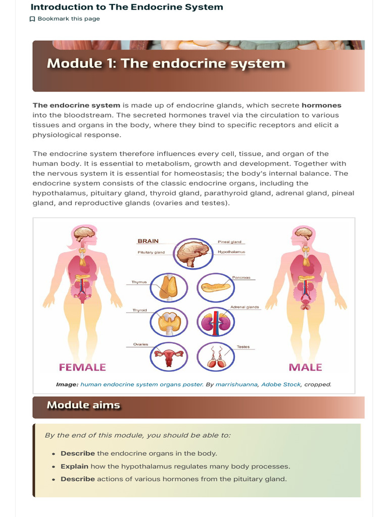 Module 1: The Endocrine System | PDF