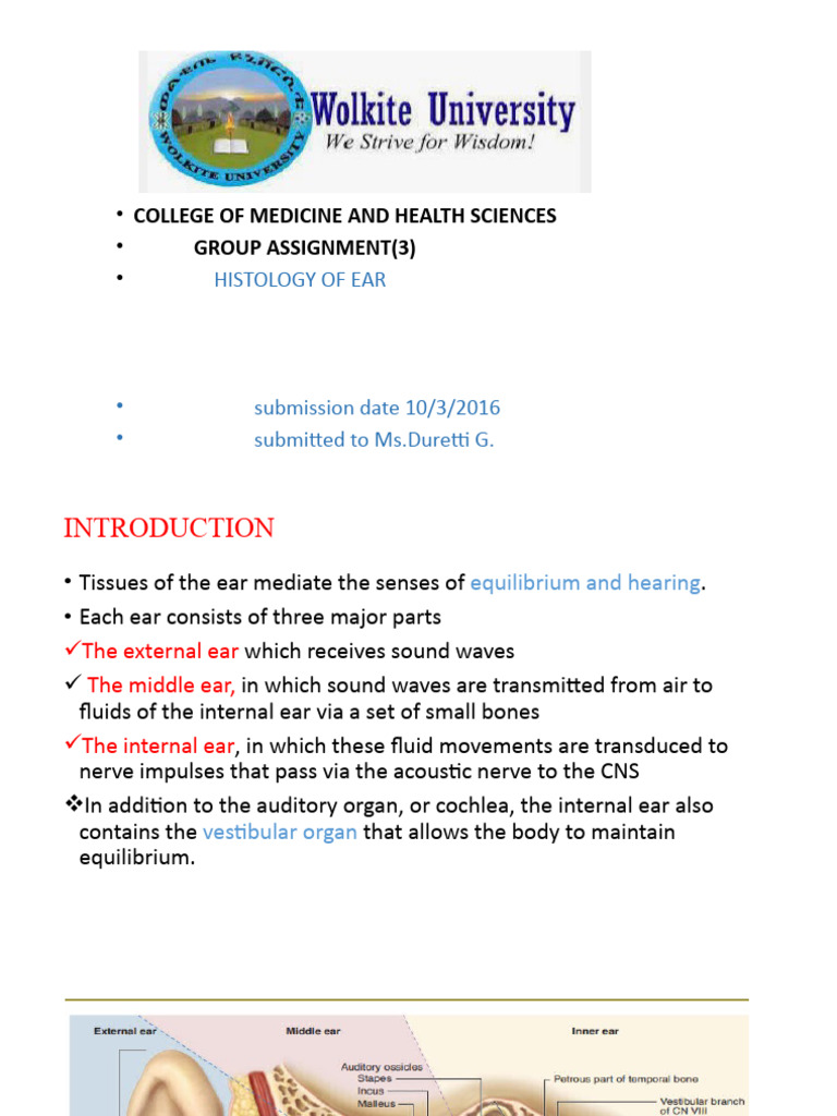 Histology of the Ear: Structure & Function | PDF | Ear | Epithelium