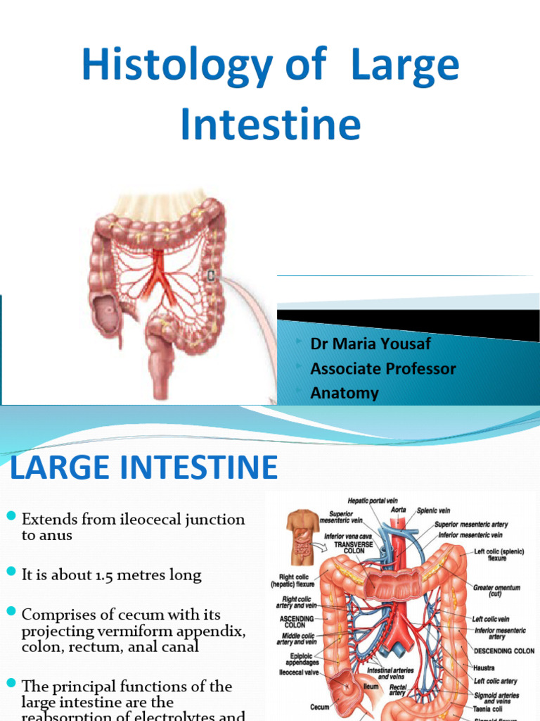 Anatomy and Histology of the Large Intestine | PDF | Gastrointestinal ...