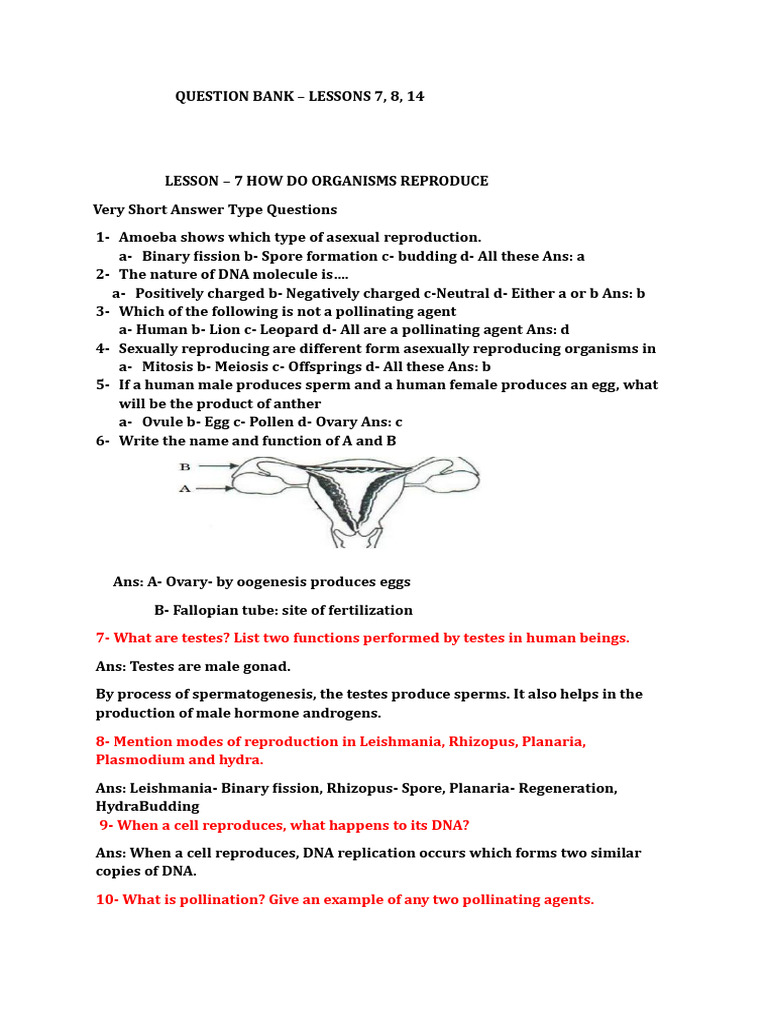 Revision Que Class 10 | PDF | Sexual Reproduction | Dominance (Genetics)