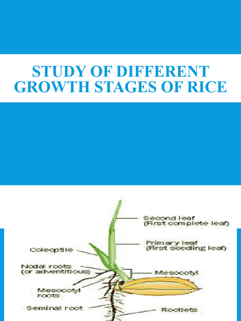 Stydy of Different Growth Stages of Rice | PDF