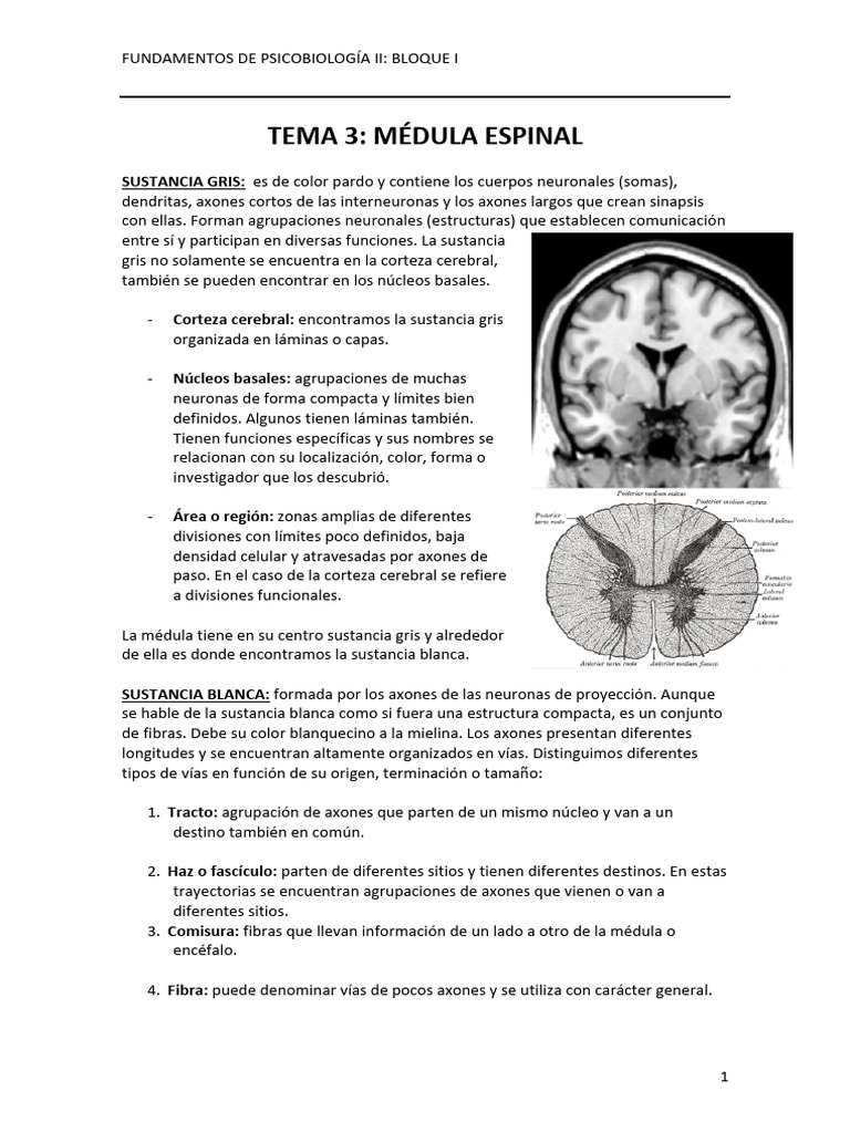 Tema 3 | PDF | Médula espinal | Materia gris