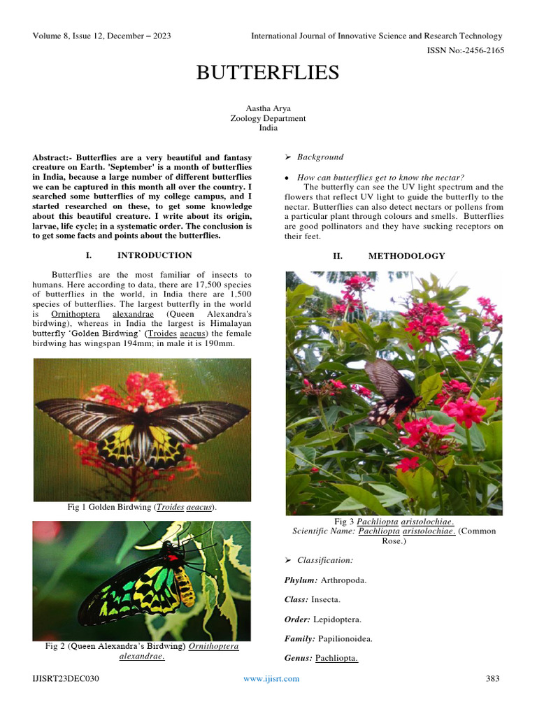 BUTTERFLIES | PDF | Butterfly | Insects