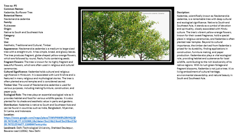 P5 | PDF | Trees | Plants