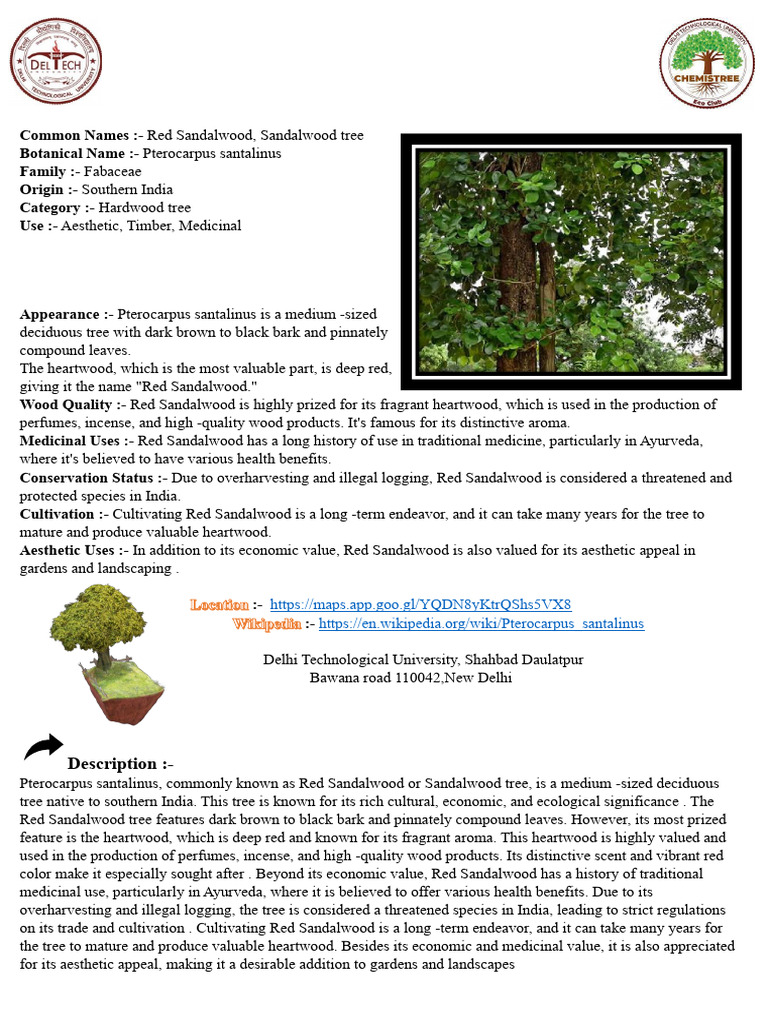 Office Tree 4 | PDF | Wood | Trees