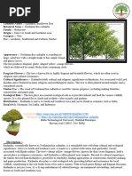 Molave Tree: Benefits and Growing Guide | PDF | Trees | Plants