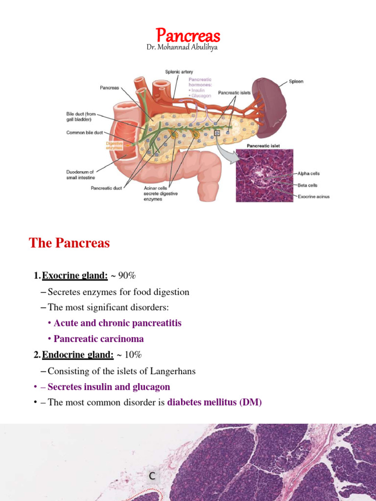 Pancreas | PDF | Pancreas | Diabetes