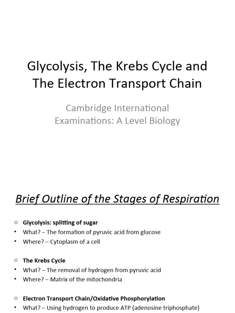 Glycolysis The Krebs Cycle and The Electron Transport Chain | PDF ...