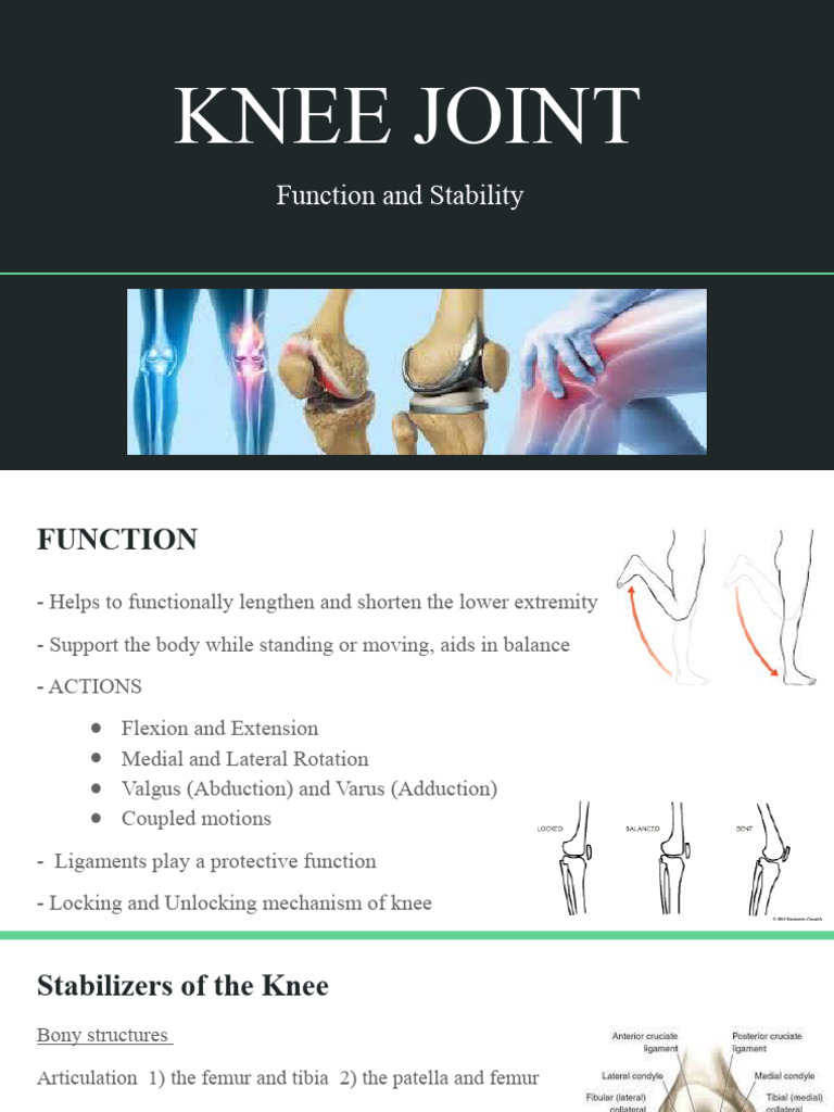 Knee Joint - Function and Stability | PDF