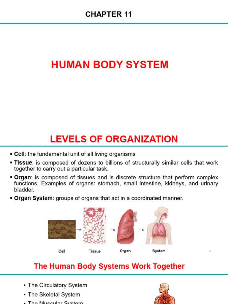 Chapter 11-Human Body System | PDF | Human Body | Respiratory System