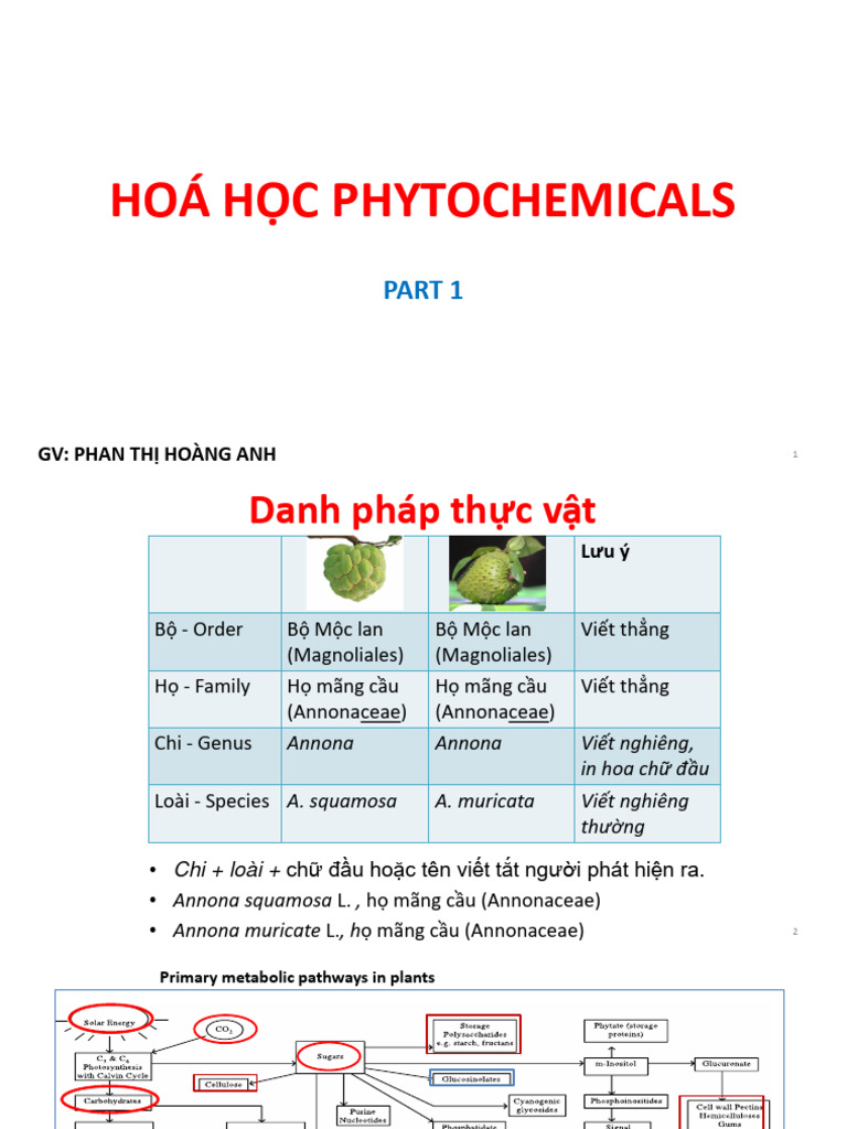 Hoá Học Phytochemicals - Part 1 - 2023 | PDF