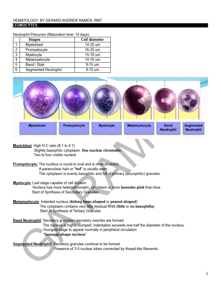 Hema 2 WBC | PDF | Lymphoma | Lymphocyte