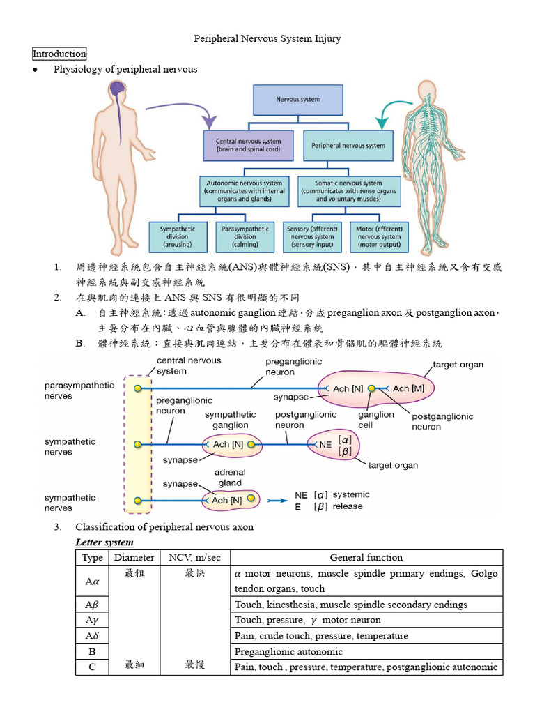 15 Peripheral Nervous Injury | PDF | Nervous System | Neuroanatomy