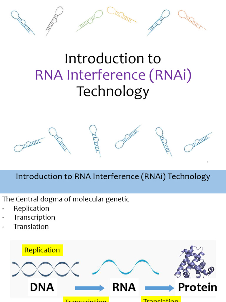 Rna Rna | PDF | Sense (Molecular Biology) | Rna Interference