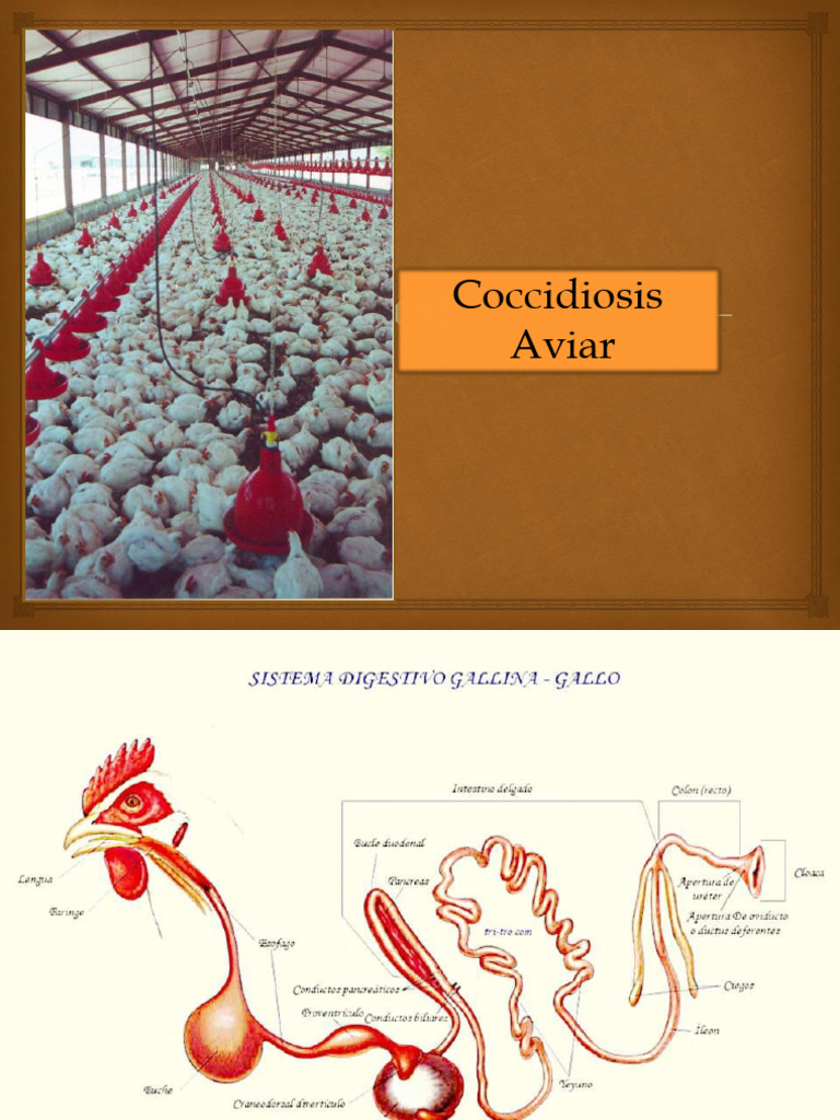 Coccidiosis en Aves de Corral 2023 | PDF | Diarrea | Heces