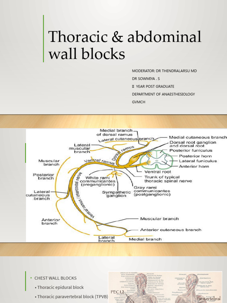 Thoracic & Abdominal Wall Blocks Guide | PDF | Abdomen | Vertebra