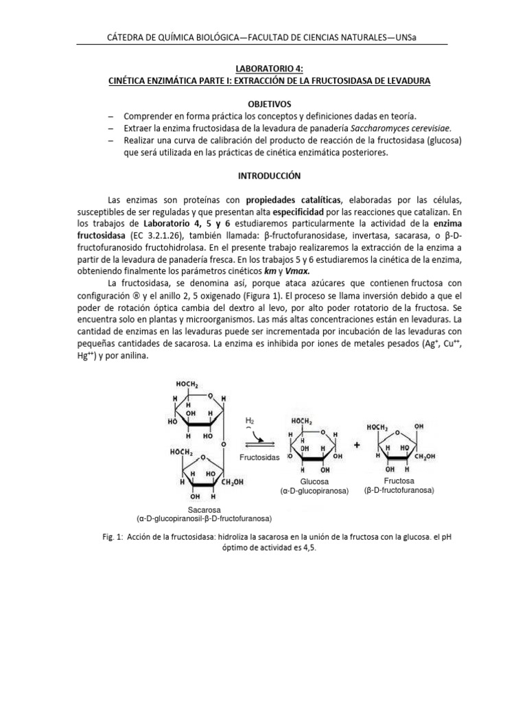 QB-LAB 4-Cinetica Enzimatica I | PDF | Enzima | Levadura