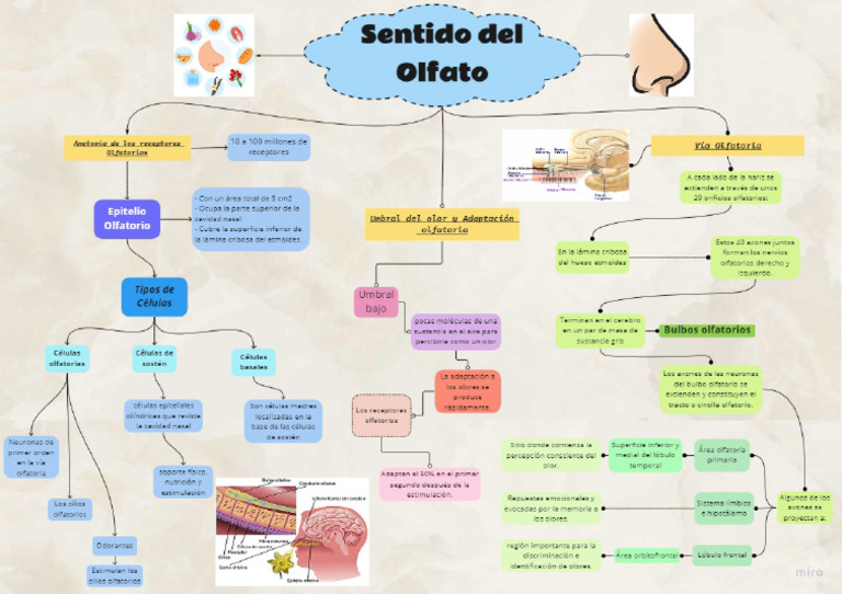 Olfato Mapa Anatomía PA2 | PDF
