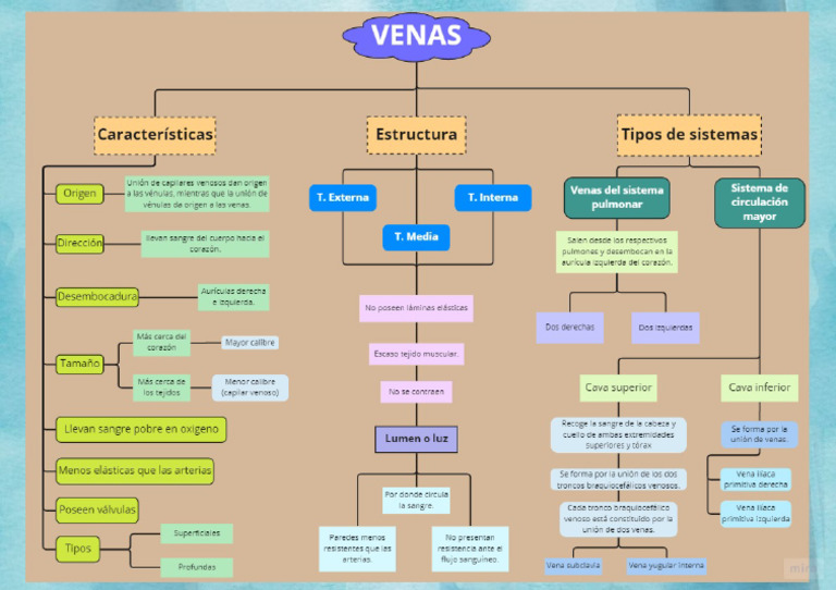 Venas Mapa Anatomía PA2 | PDF