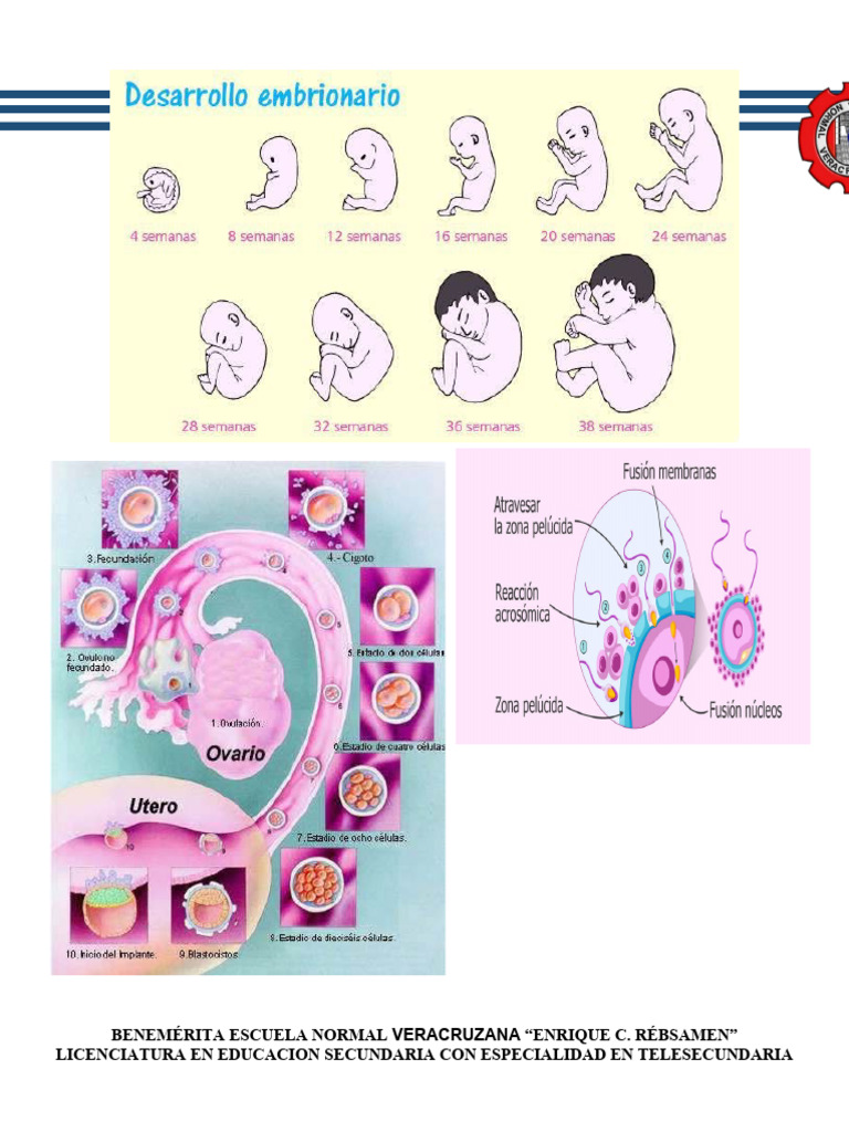 Fecundacion, embarazo y parto | PDF | El embarazo | Embrión