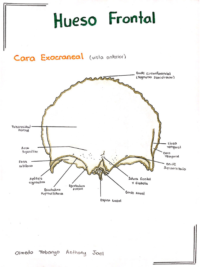 Atlas Huesos Del Craneo Pdf