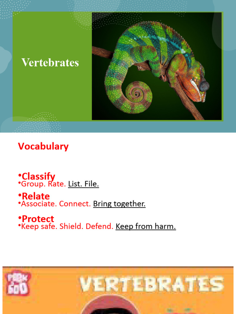 Vertebrates | PDF