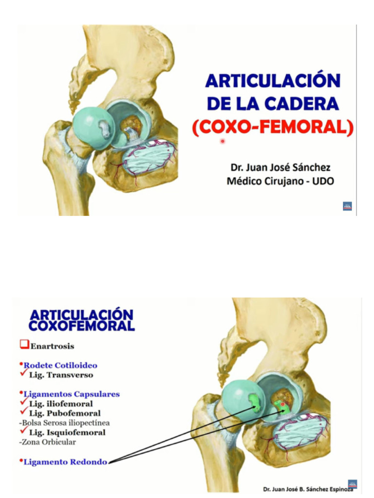 Articulación de La Cadera | PDF
