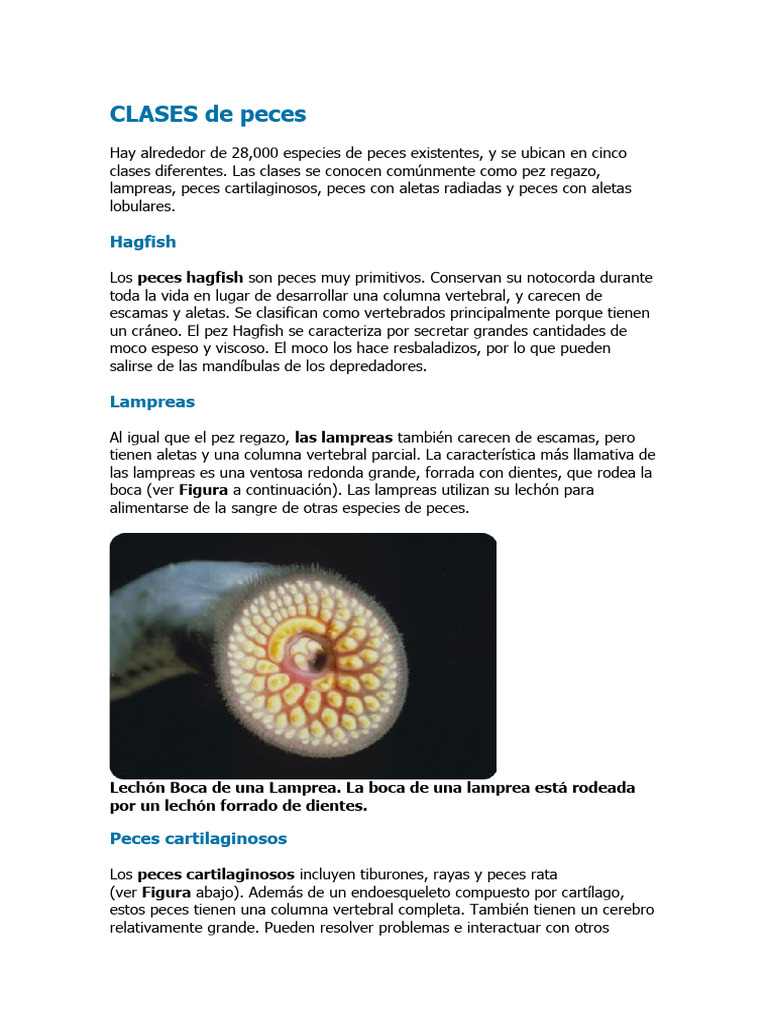 Clases de Peces y sus Características | PDF | Pescado | Tiburones