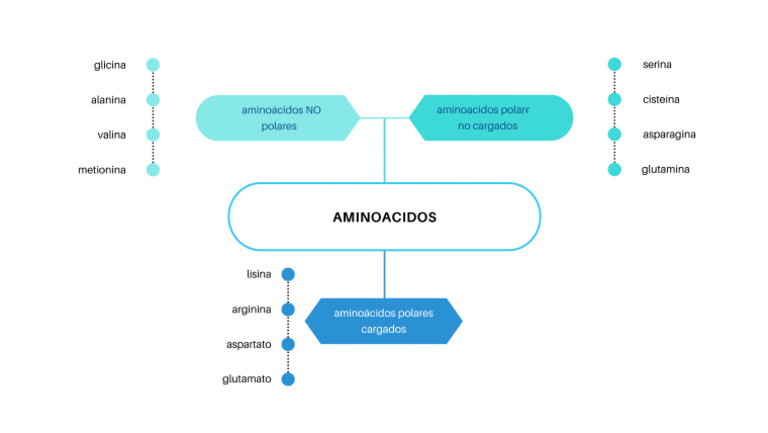 Clasificación Jerárquicas de Los Aminoacidos. Antonella Prieto | PDF