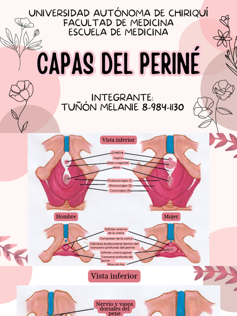 Capas Del Periné | PDF