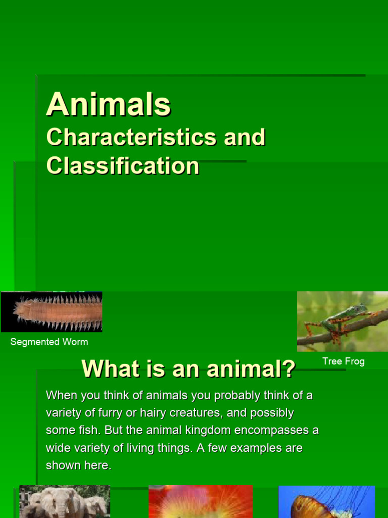 Animals Class and Char | PDF | Cell (Biology) | Sponge