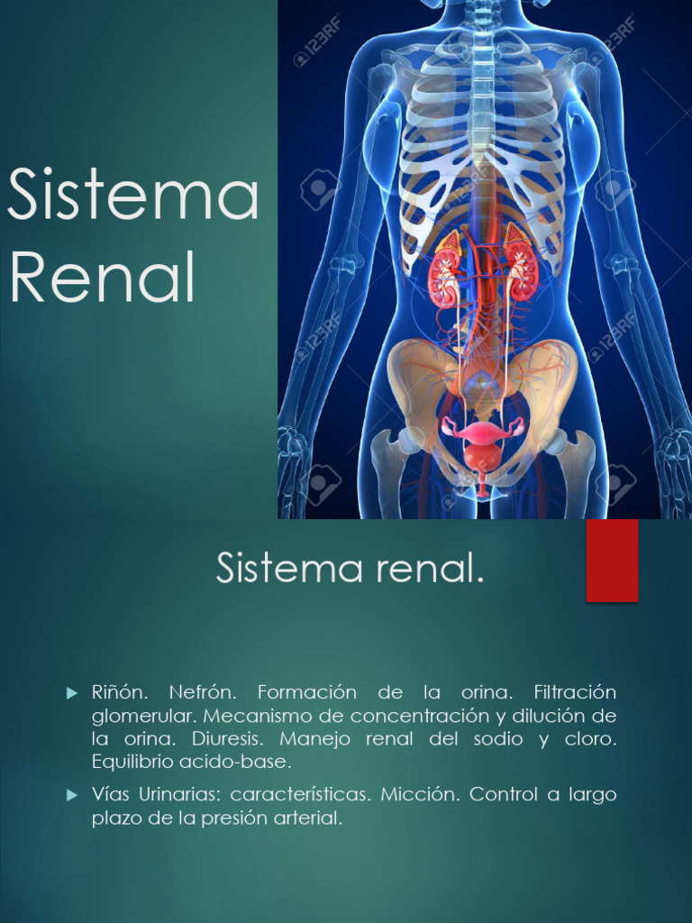 Sistema Renal | PDF