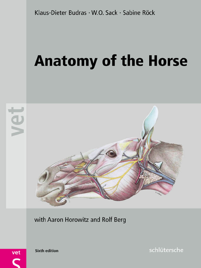 Anatomy of The Horse 6th Edition | PDF