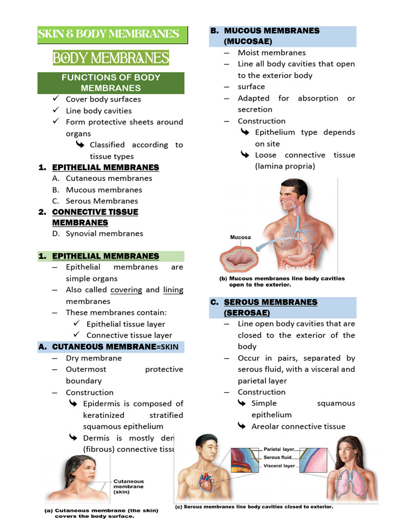 Chap3 Integ Anaphy Notes | PDF | Skin | Epidermis