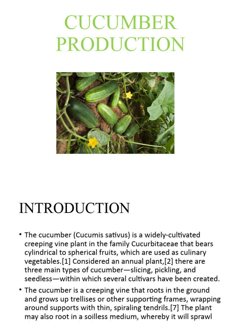 Cucumber Produc-Wps Office | PDF