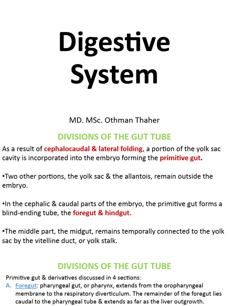 GIT Embryology | PDF | Pancreas | Peritoneum